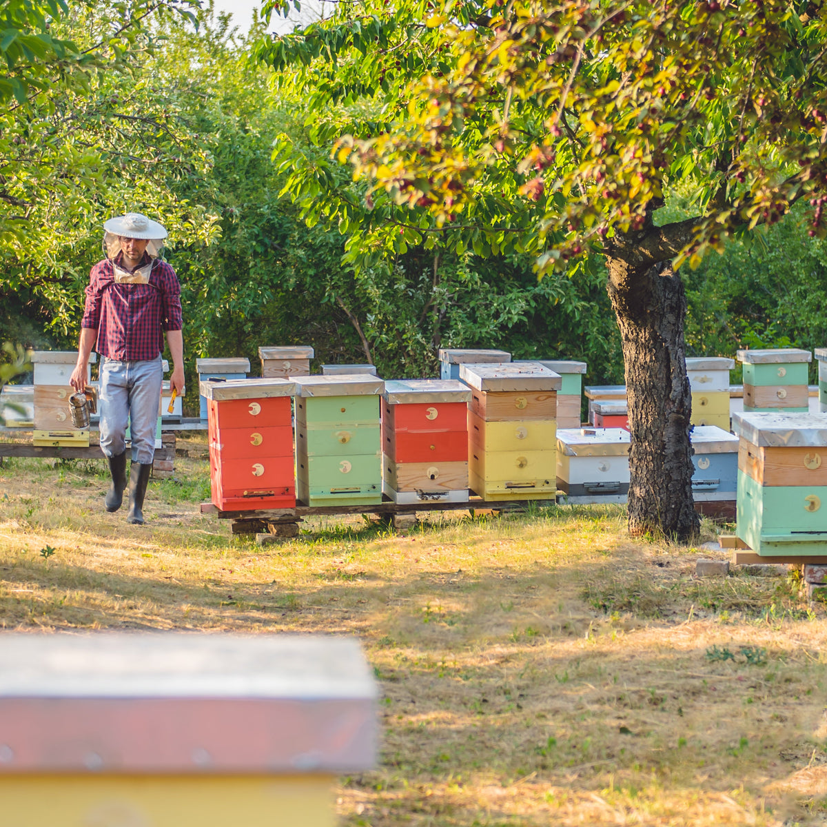 Which Beehive Design is Right for You? | Topbar Hives & More | Buzzbee ...