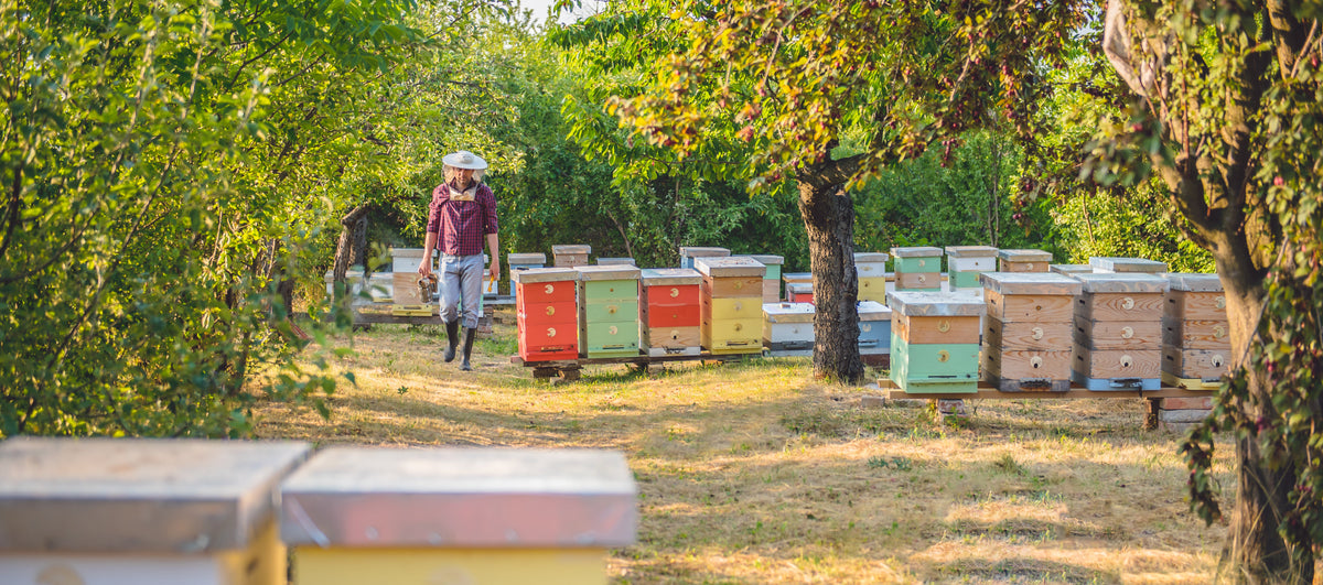Which Beehive Design is Right for You? | Topbar Hives & More | Buzzbee ...