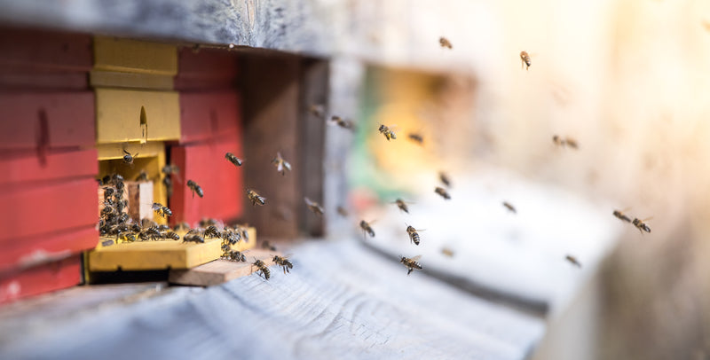 Horizontal vs Vertical Bee Hives? – Buzzbee Beekeeping
