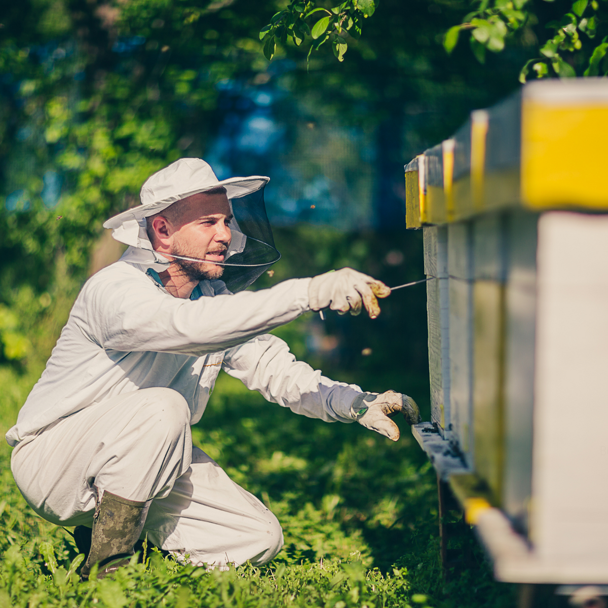 How To Start A Beehive At Home - Everything You Need To Build A Beehiv ...