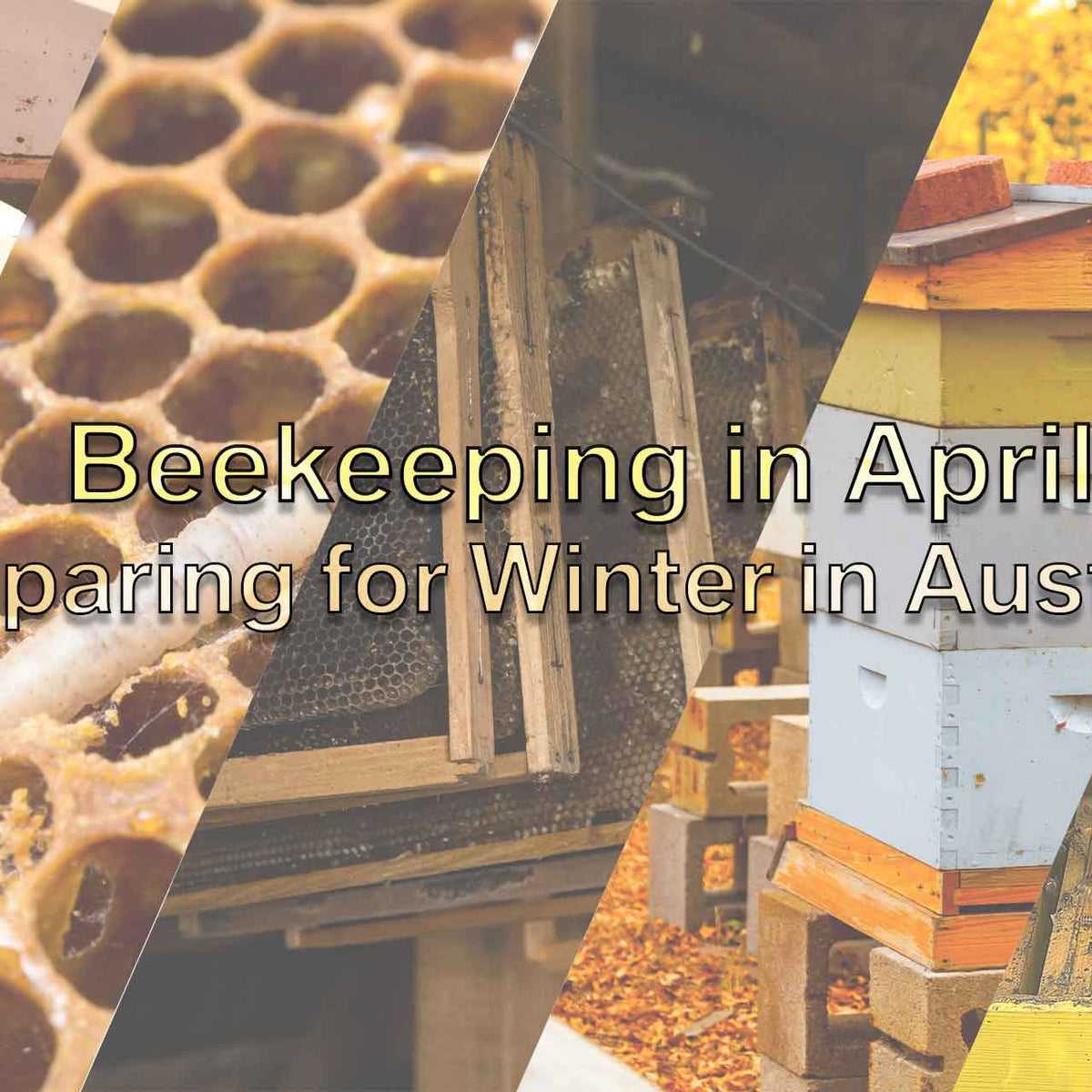 Beekeeping in April: Preparing for Winter in Australia – Buzzbee Beekeeping