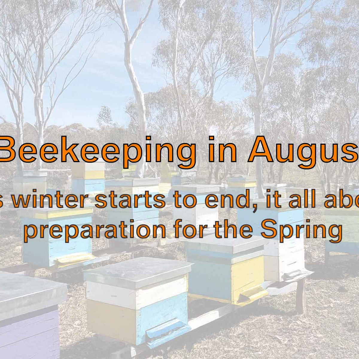 Beekeeping in August: 5 Beekeeping Tips for Australian Beekeepers ...