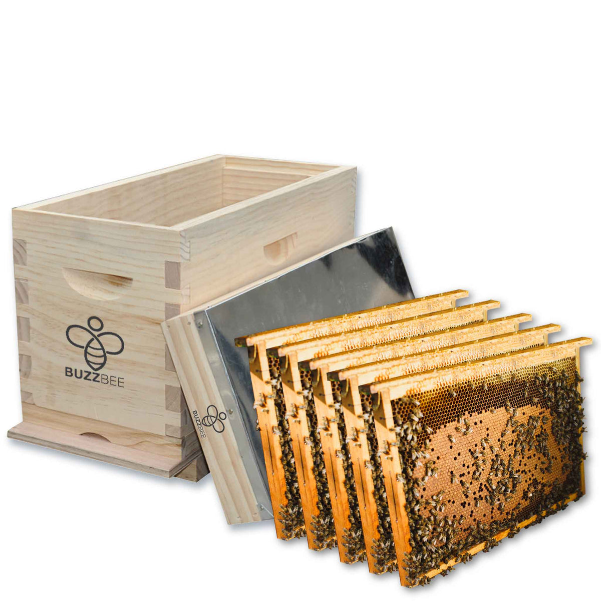 Beekeeping in Autumn: Adapting to the Seasonal Shift | Buzzbee ...