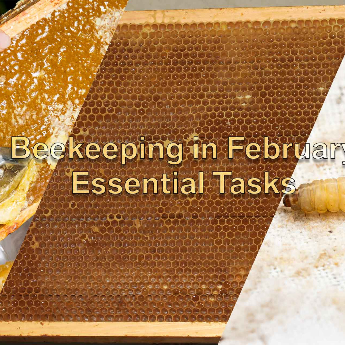 Beekeeping in February: Essential Tasks for Australian Beekeepers ...