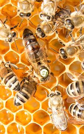 Queen Bee. | Buzzbee Beekeeping