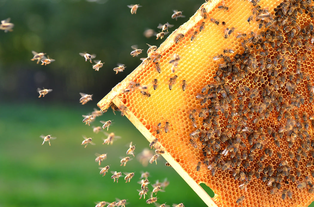 Bee Supplies in Perth | Buzzbee – Buzzbee Beekeeping