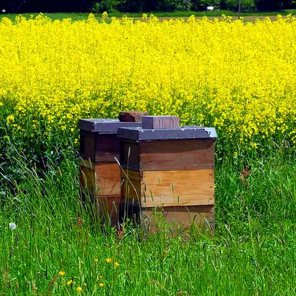 Buzzbee Beekeeping Supplies - Australia