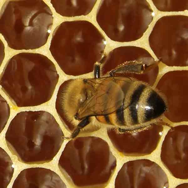 Buzzbee Beekeeping Supplies - Australia