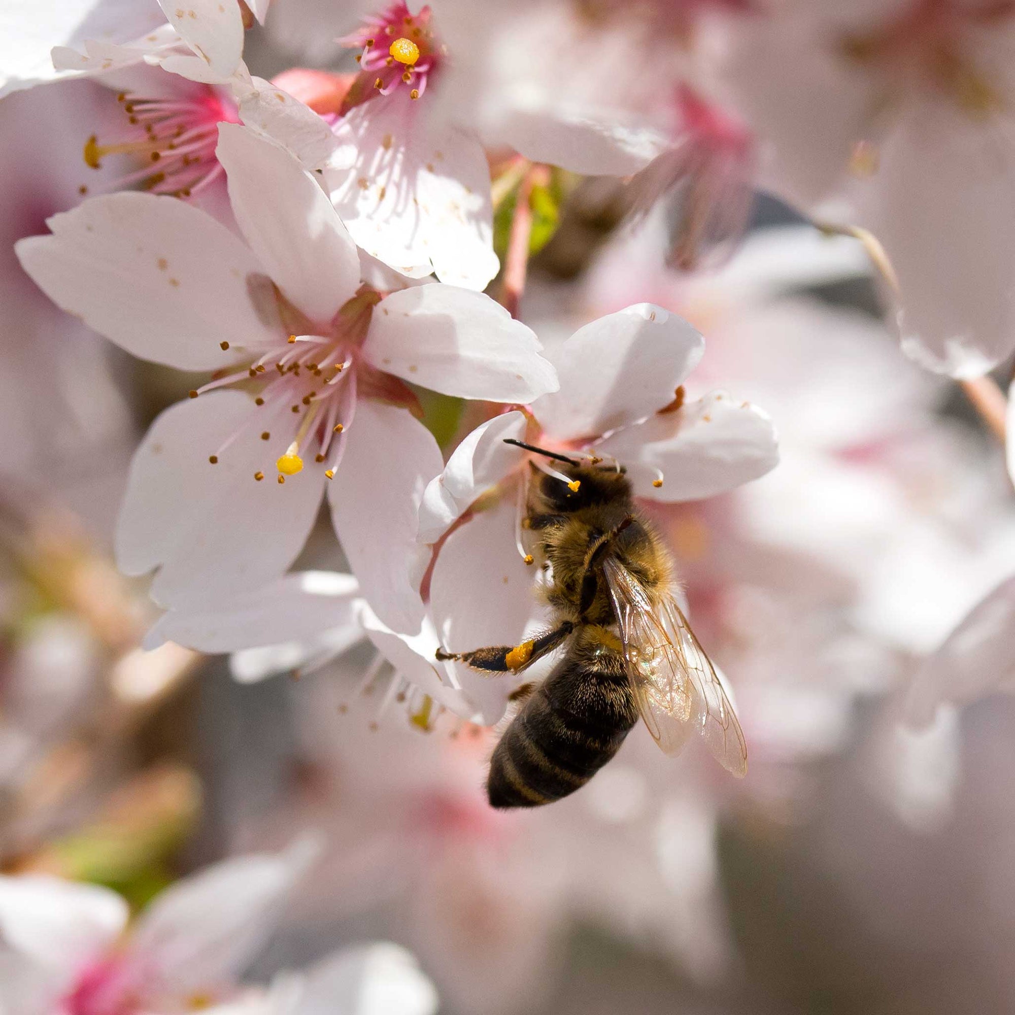 Buzzbee Beekeeping Supplies - Australia