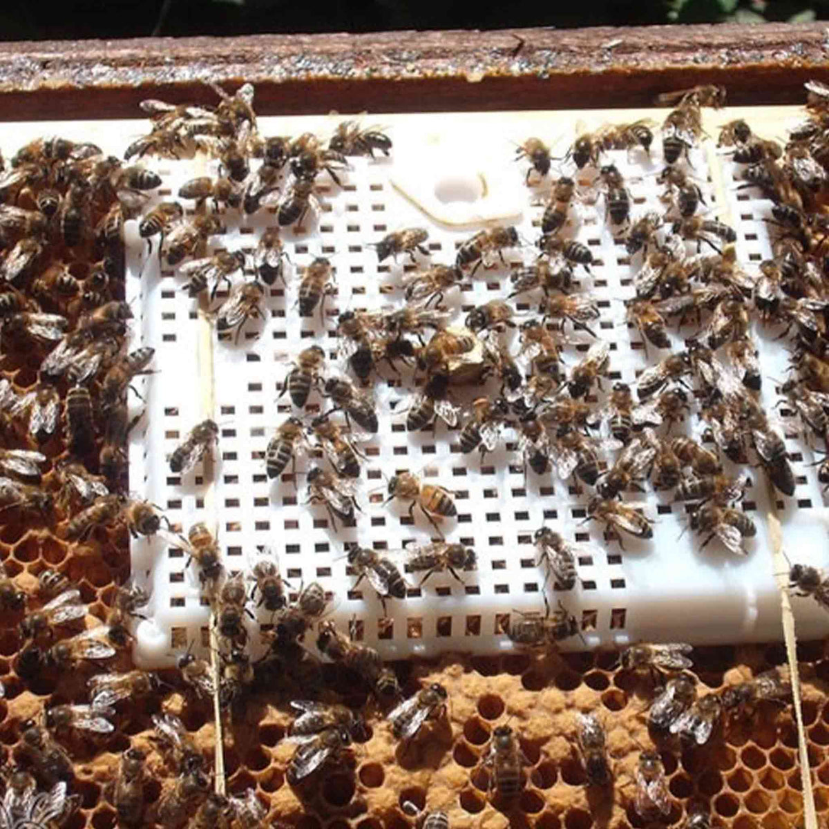Queen Bee Introduction/Confinement Egg Laying Cage placed on Brood Com ...