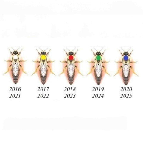 Coloured Markings Tags 100 pcs for Queen Bee Identification – Buzzbee ...