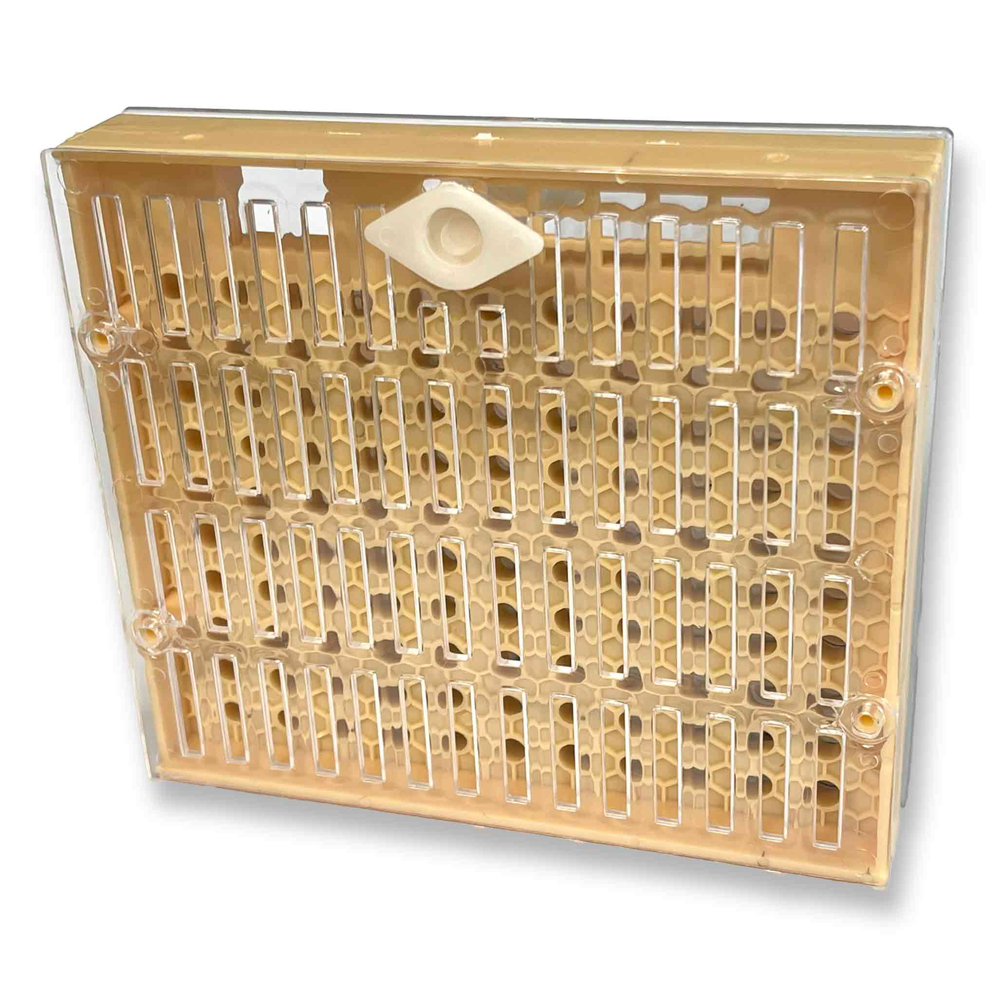 Nicot Queen Bee Confinement Laying Cage | Buzzbee Beekeeping