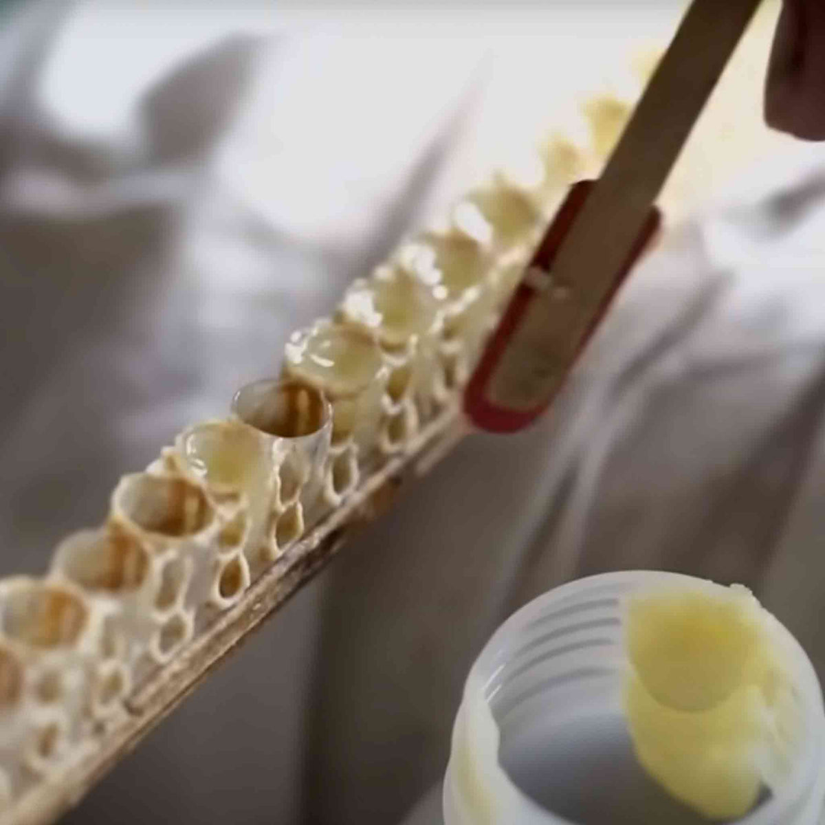 Queen Bee Royal Jelly Removal Tool from Cells – Buzzbee Beekeeping