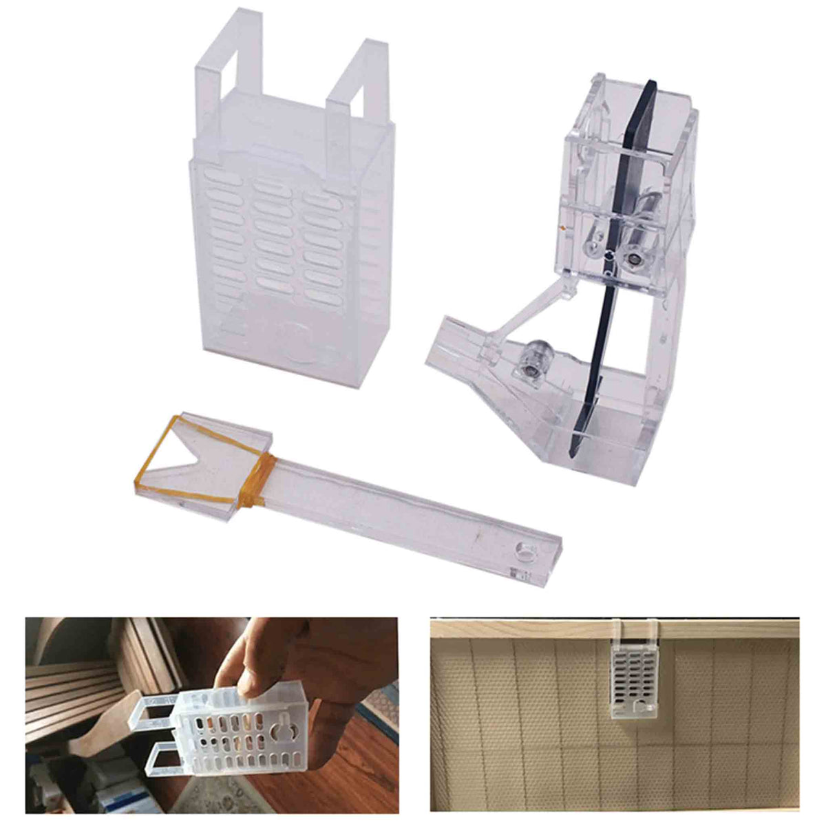 Queen Bee Isolation Cage for Forcing Brood Breaks for Varroa Treatments ...