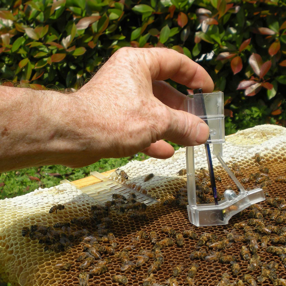 Queen Bee Isolation Cage for Forcing Brood Breaks for Varroa Treatments ...