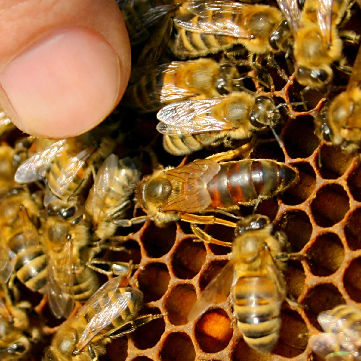 Queen Bees for Sale | Buzzbee Beekeeping